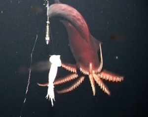 Taningia danae — Циклопедия